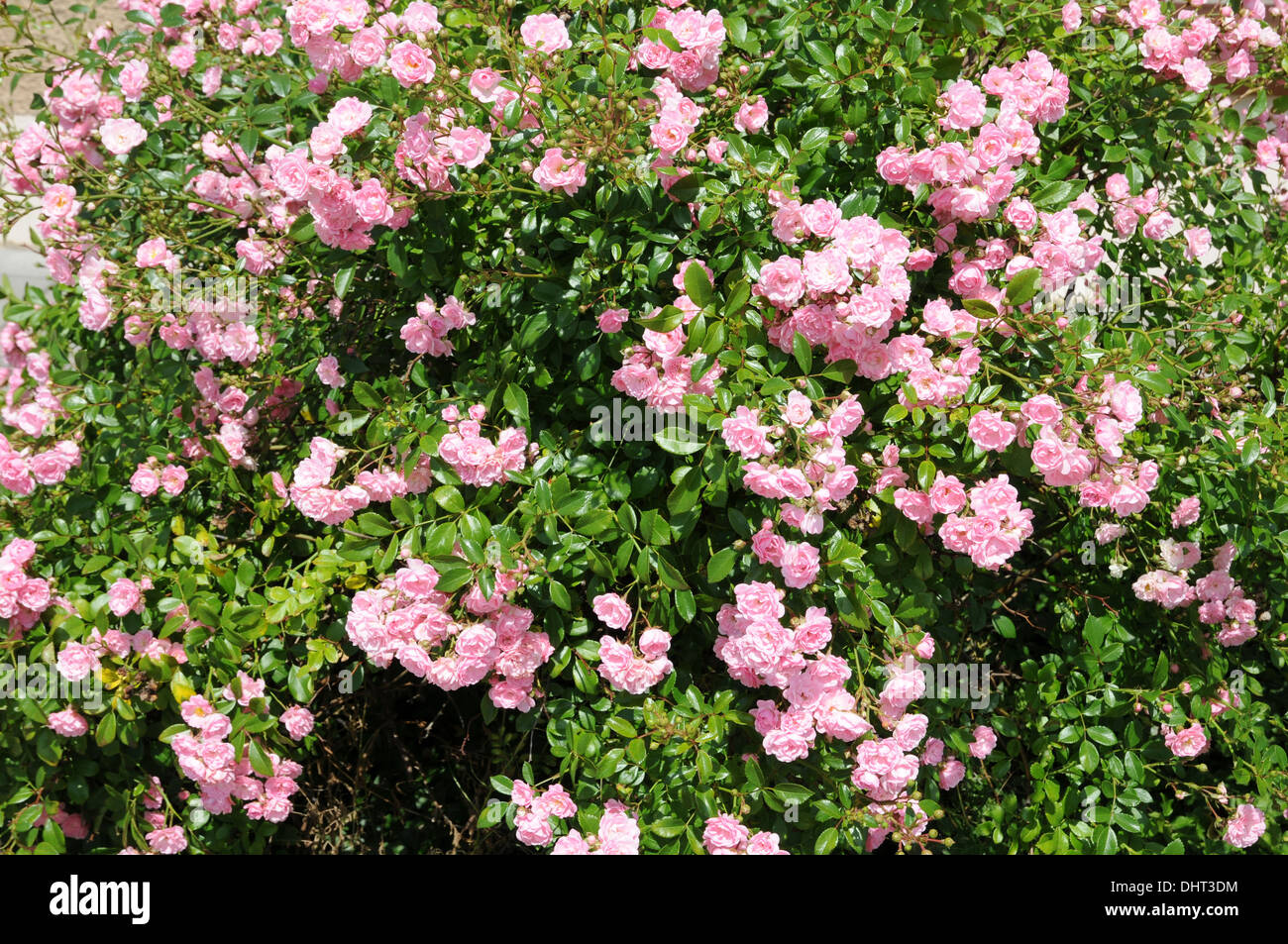 Rosen bodendecker -Fotos und -Bildmaterial in hoher Auflösung – Alamy