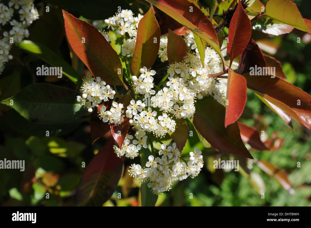 Photinia flower -Fotos und -Bildmaterial in hoher Auflösung – Alamy