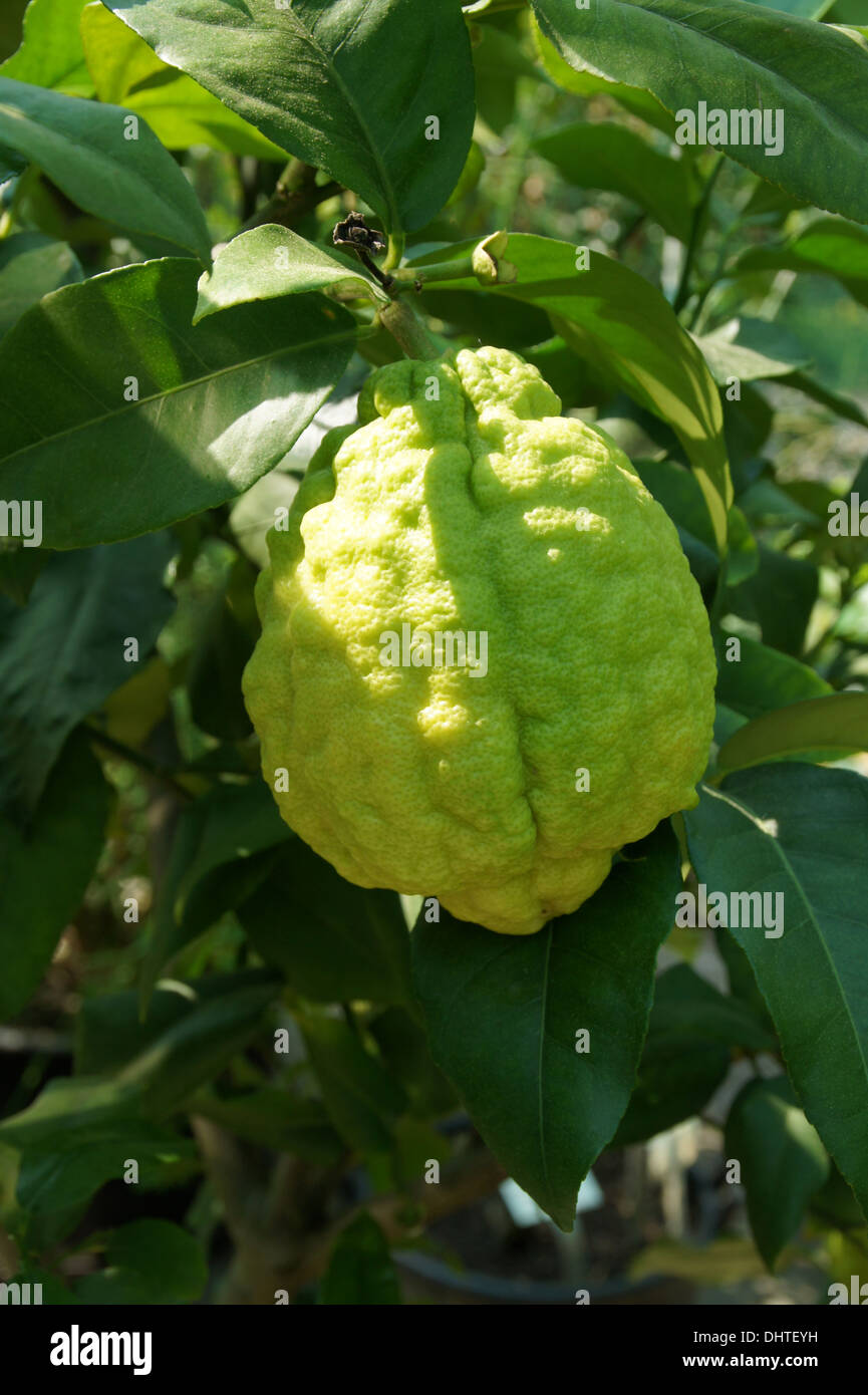 Zitronat zitronen -Fotos und -Bildmaterial in hoher Auflösung – Alamy
