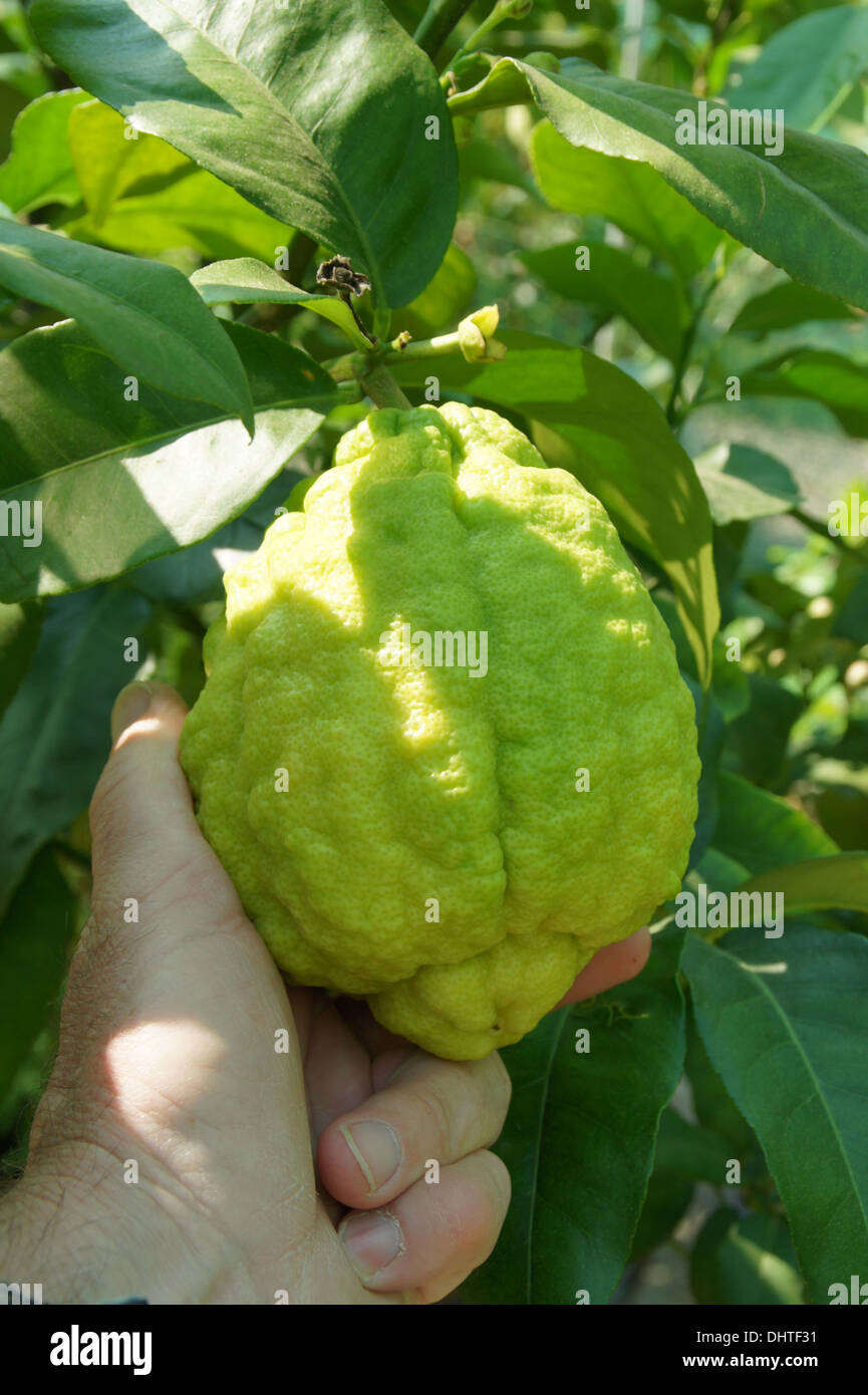 Zitronat zitronen -Fotos und -Bildmaterial in hoher Auflösung – Alamy