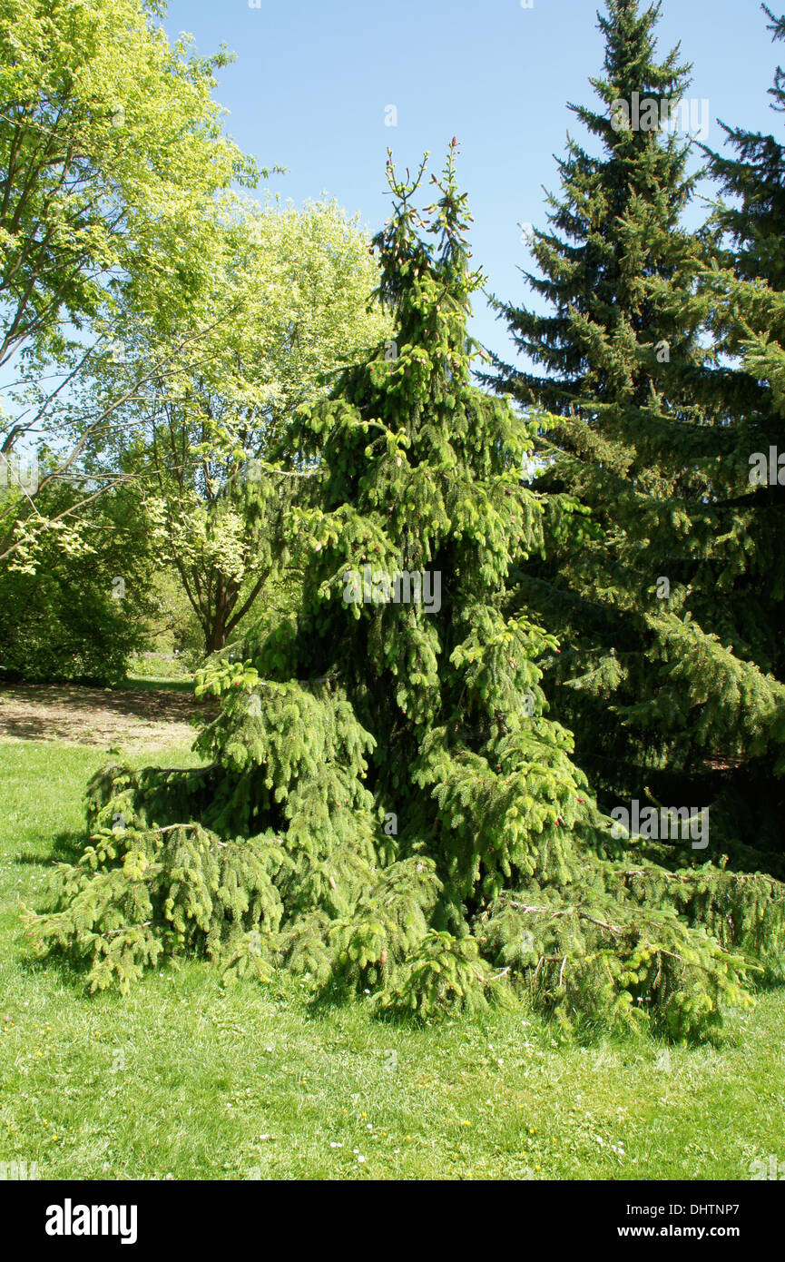 Norway spruce picea abies acrocona -Fotos und -Bildmaterial in hoher Auflösung – Alamy