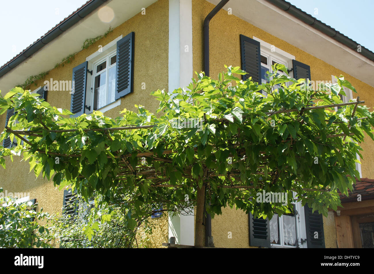 Morus mulberry tree -Fotos und -Bildmaterial in hoher Auflösung – Alamy