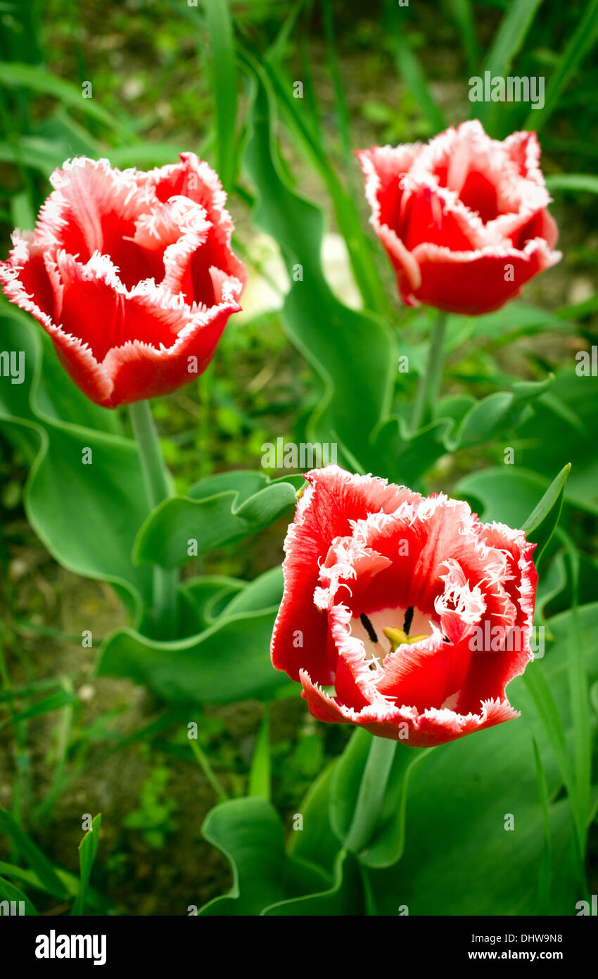 Canasta blume tulpe -Fotos und -Bildmaterial in hoher Auflösung – Alamy