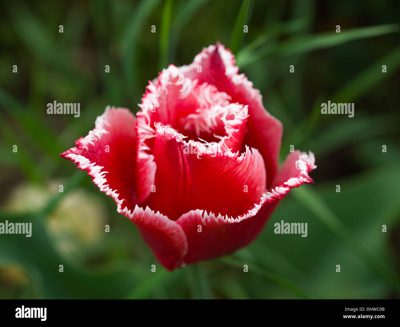 Canasta blume tulpe -Fotos und -Bildmaterial in hoher Auflösung – Alamy
