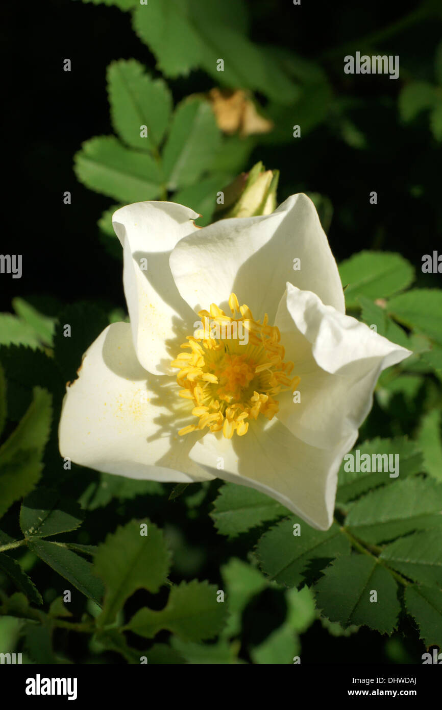 Field Rose Stockfotos und -bilder Kaufen - Alamy