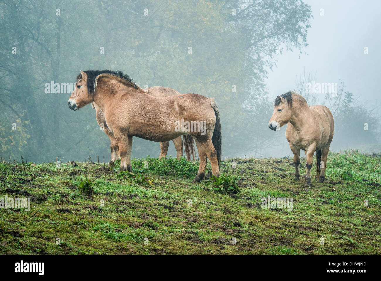 Konik paarden -Fotos und -Bildmaterial in hoher Auflösung – Alamy
