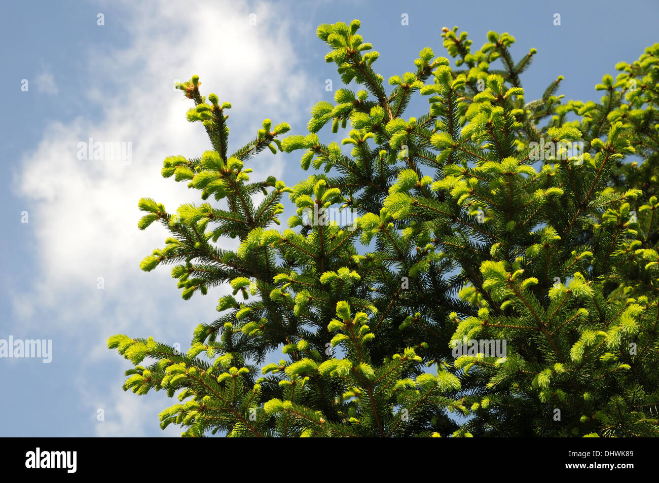 Gemeine fichten -Fotos und -Bildmaterial in hoher Auflösung – Alamy