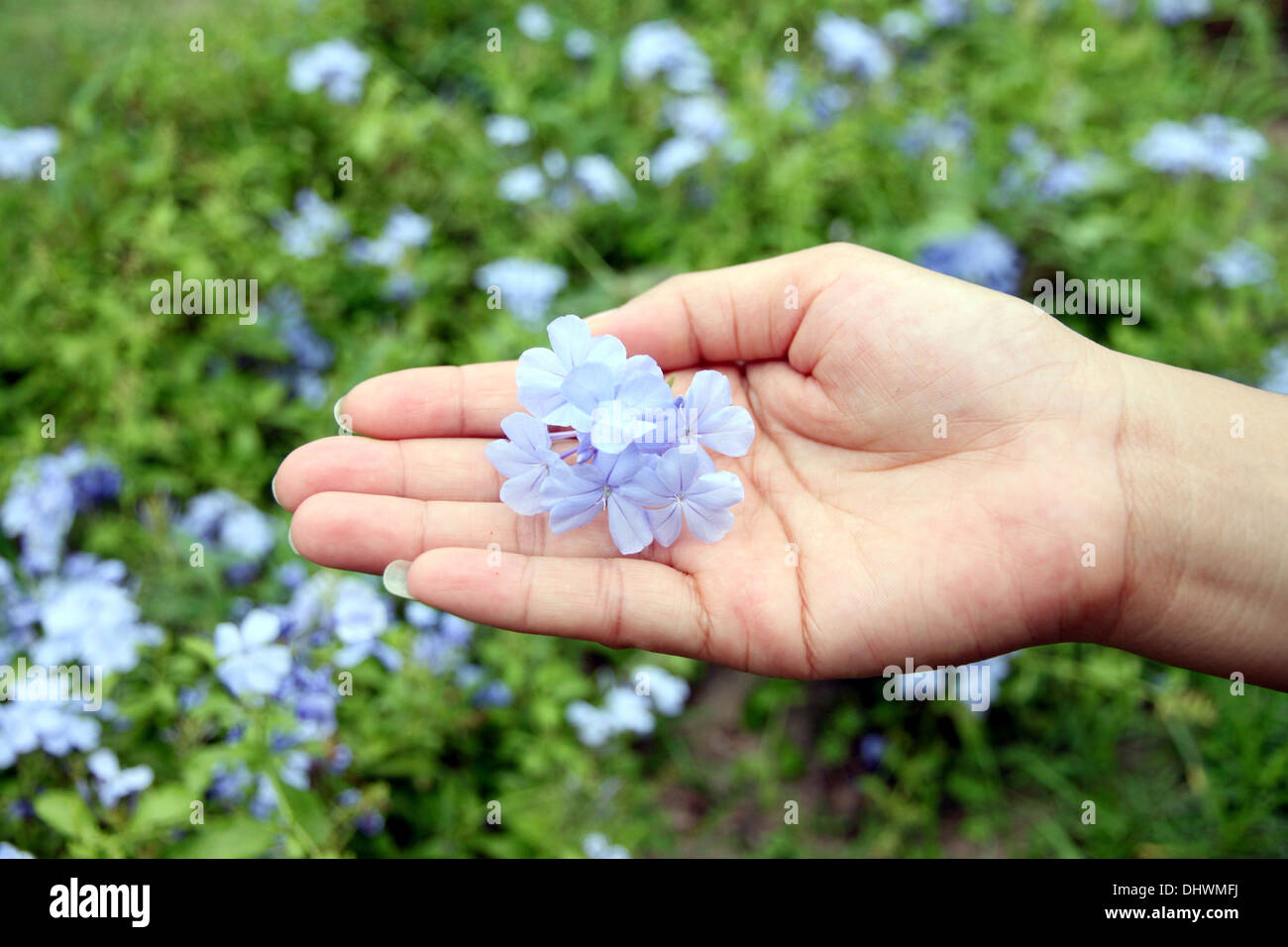 Lila bild -Fotos und -Bildmaterial in hoher Auflösung – Alamy