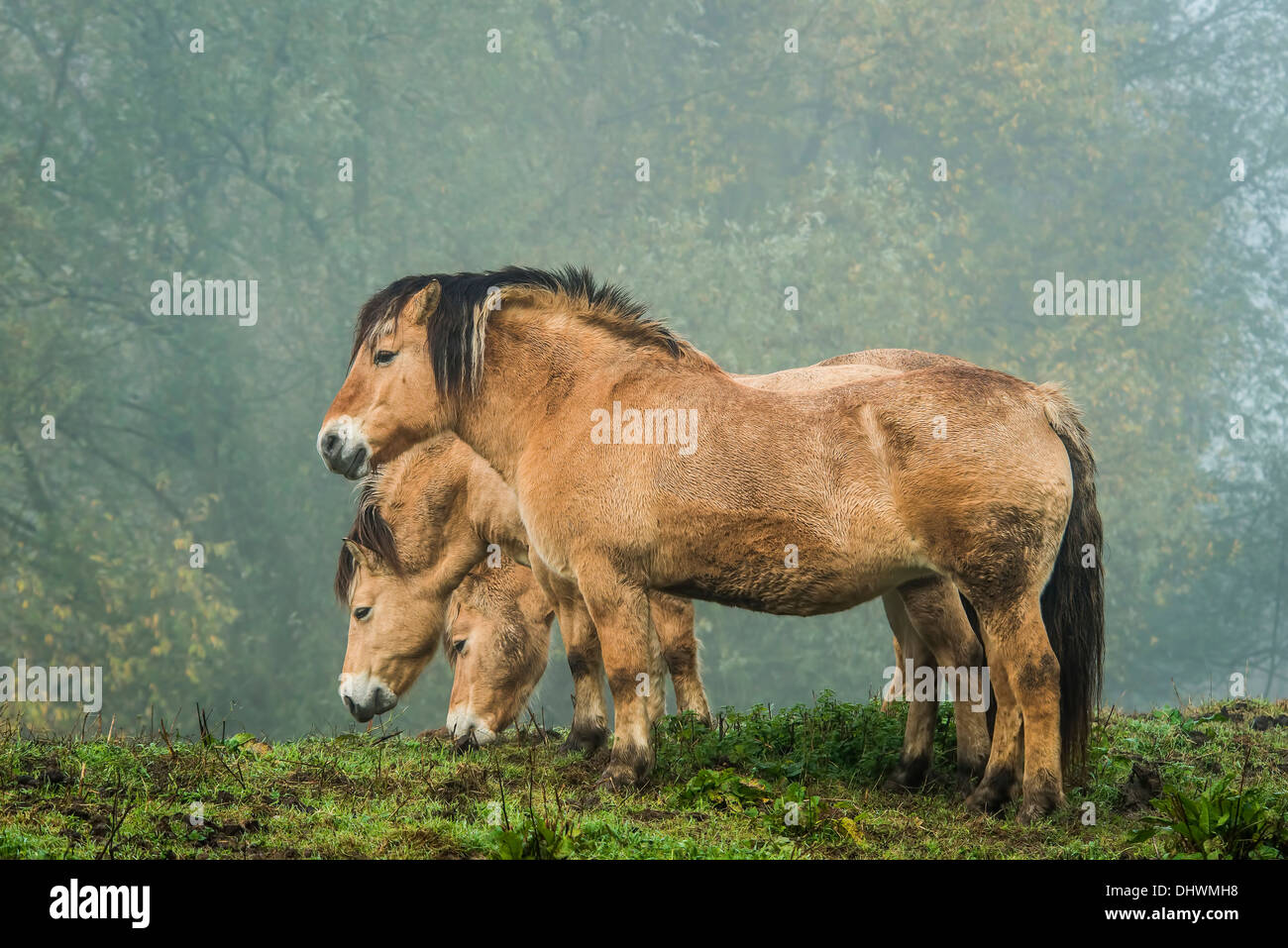Konik paarden -Fotos und -Bildmaterial in hoher Auflösung – Alamy