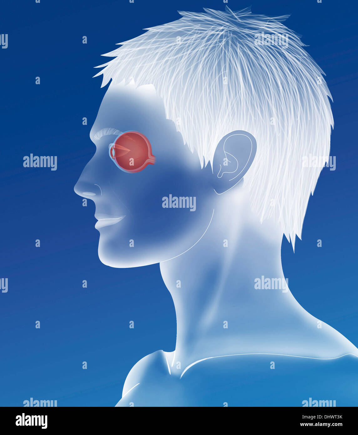 Camera oculi anterior -Fotos und -Bildmaterial in hoher Auflösung – Alamy