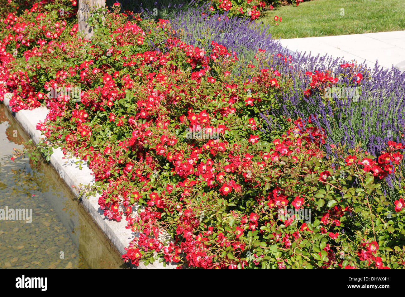 Bodendecker rosen -Fotos und -Bildmaterial in hoher Auflösung – Alamy