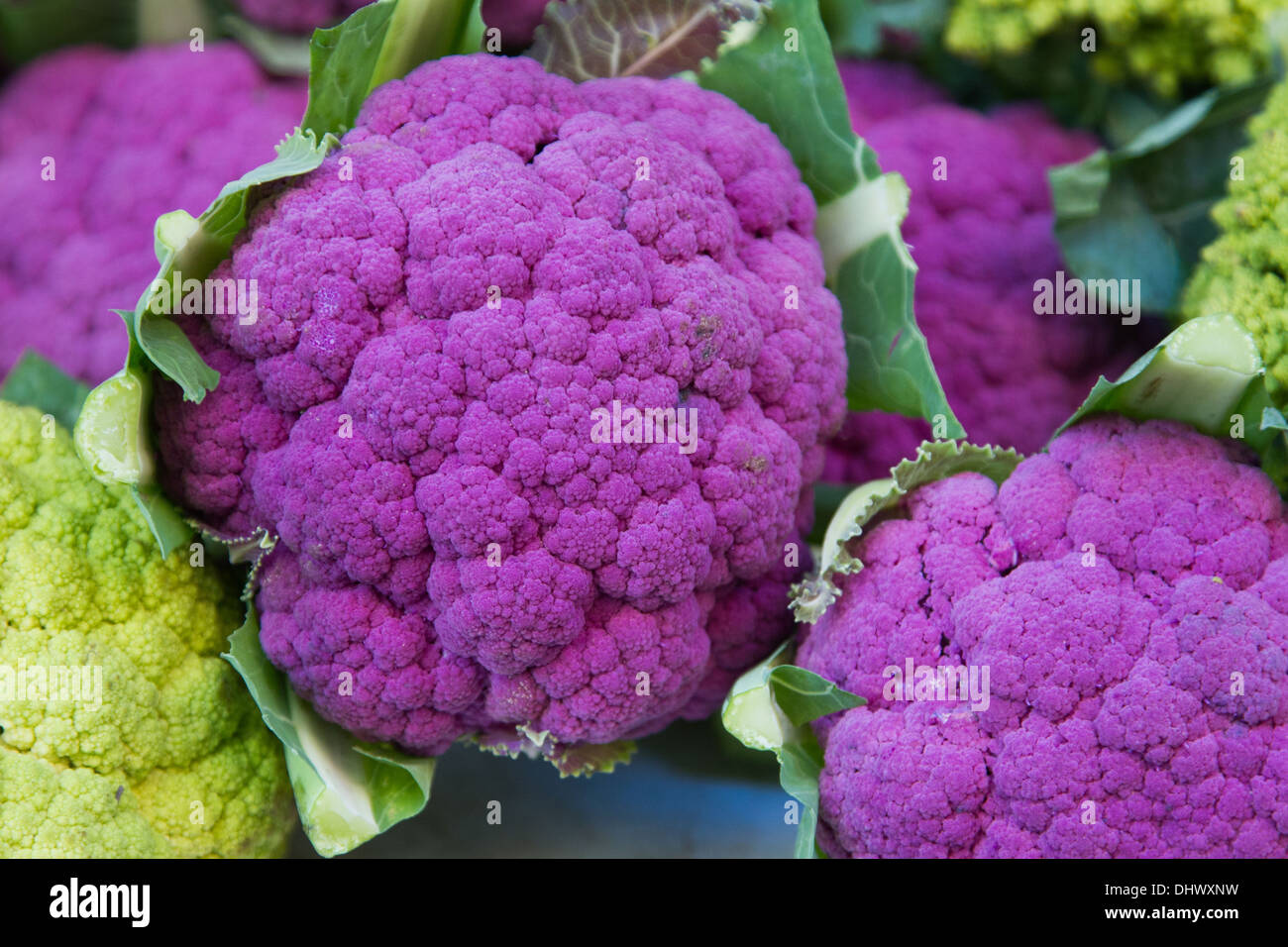 Lila blumenkohl -Fotos und -Bildmaterial in hoher Auflösung – Alamy