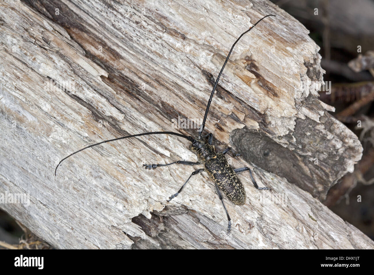 Long horned beetle monochamus sutor -Fotos und -Bildmaterial in hoher ...