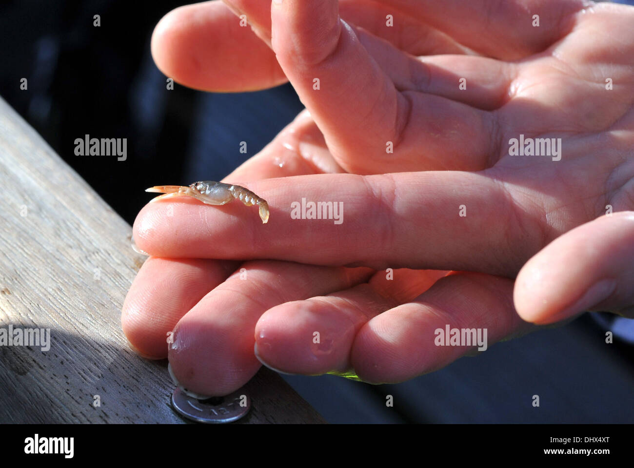 Baby krebstiere -Fotos und -Bildmaterial in hoher Auflösung – Alamy