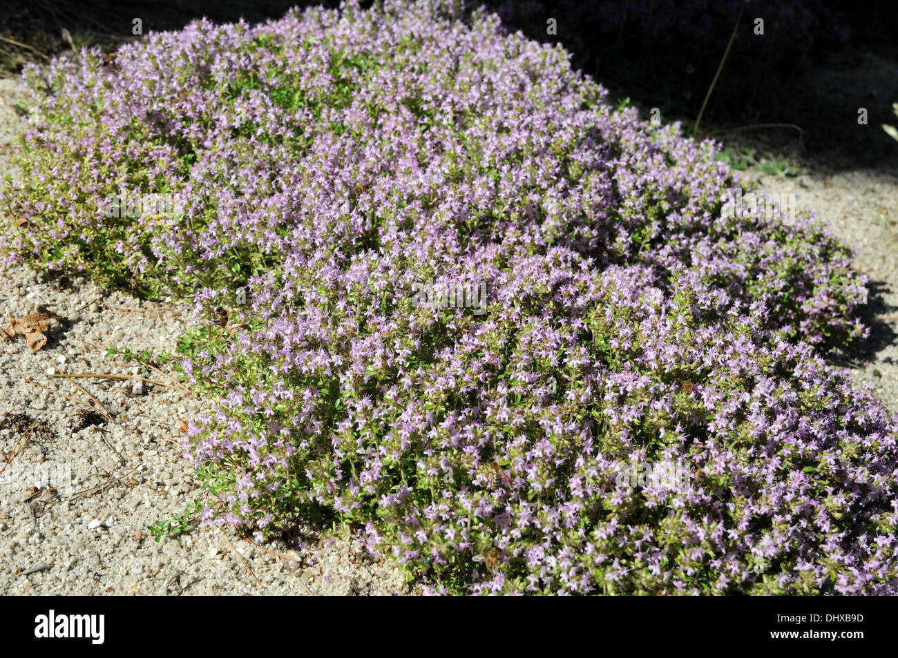 Thymus serphyllum -Fotos und -Bildmaterial in hoher Auflösung – Alamy