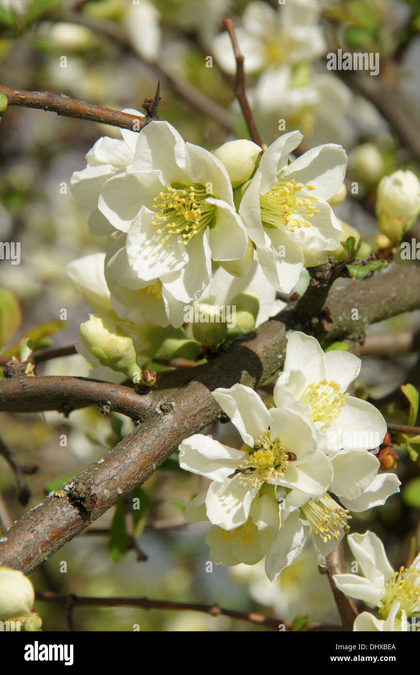 Japanese Zierquitte Stockfotos und -bilder Kaufen - Alamy