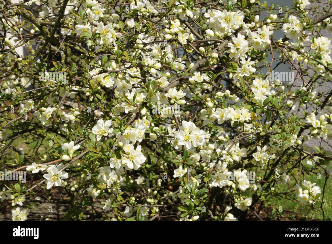 Weisse zierquitte -Fotos und -Bildmaterial in hoher Auflösung – Alamy