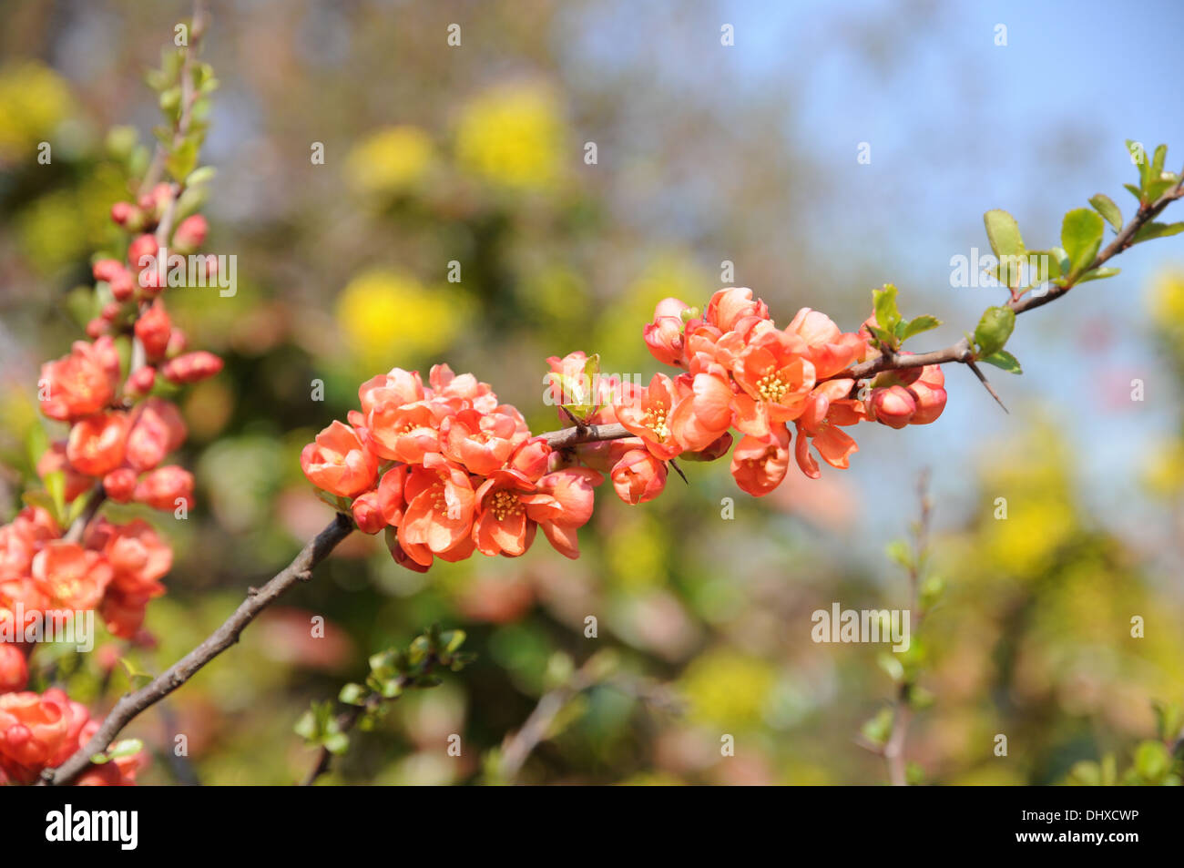 Japanese zierquitte -Fotos und -Bildmaterial in hoher Auflösung – Alamy