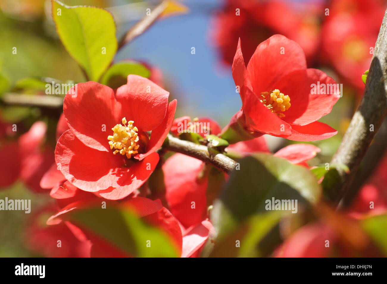 Japanische zierquitten -Fotos und -Bildmaterial in hoher Auflösung – Alamy