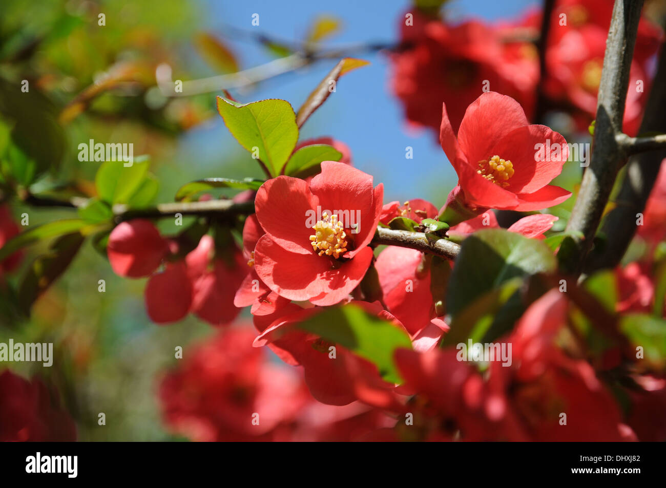 Japanese zierquitte -Fotos und -Bildmaterial in hoher Auflösung – Alamy