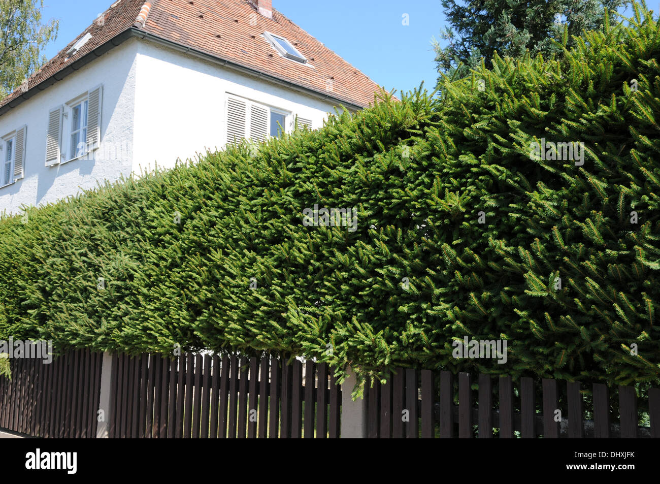 Fichte hedge -Fotos und -Bildmaterial in hoher Auflösung – Alamy