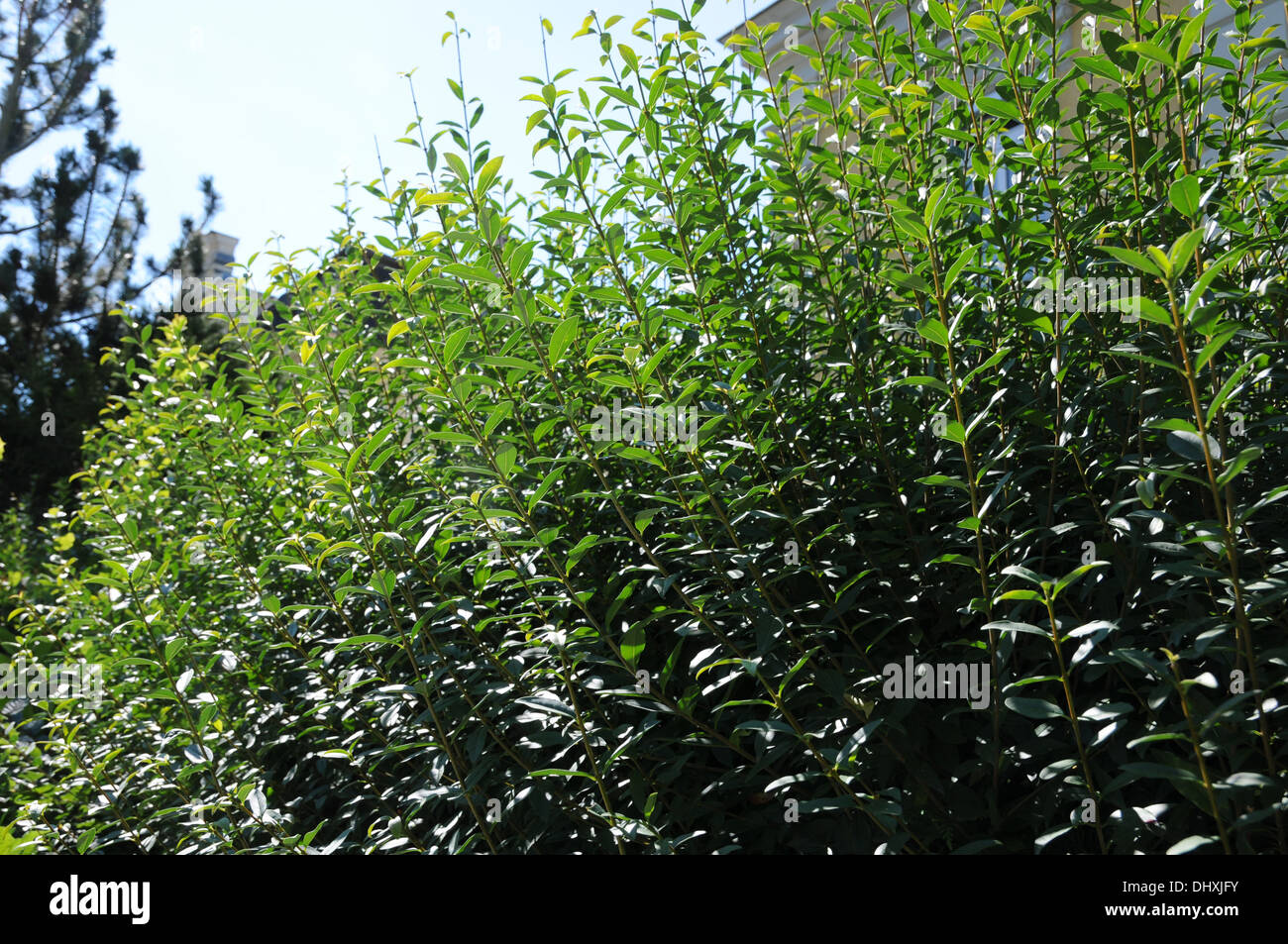 Hecke liguster -Fotos und -Bildmaterial in hoher Auflösung – Alamy