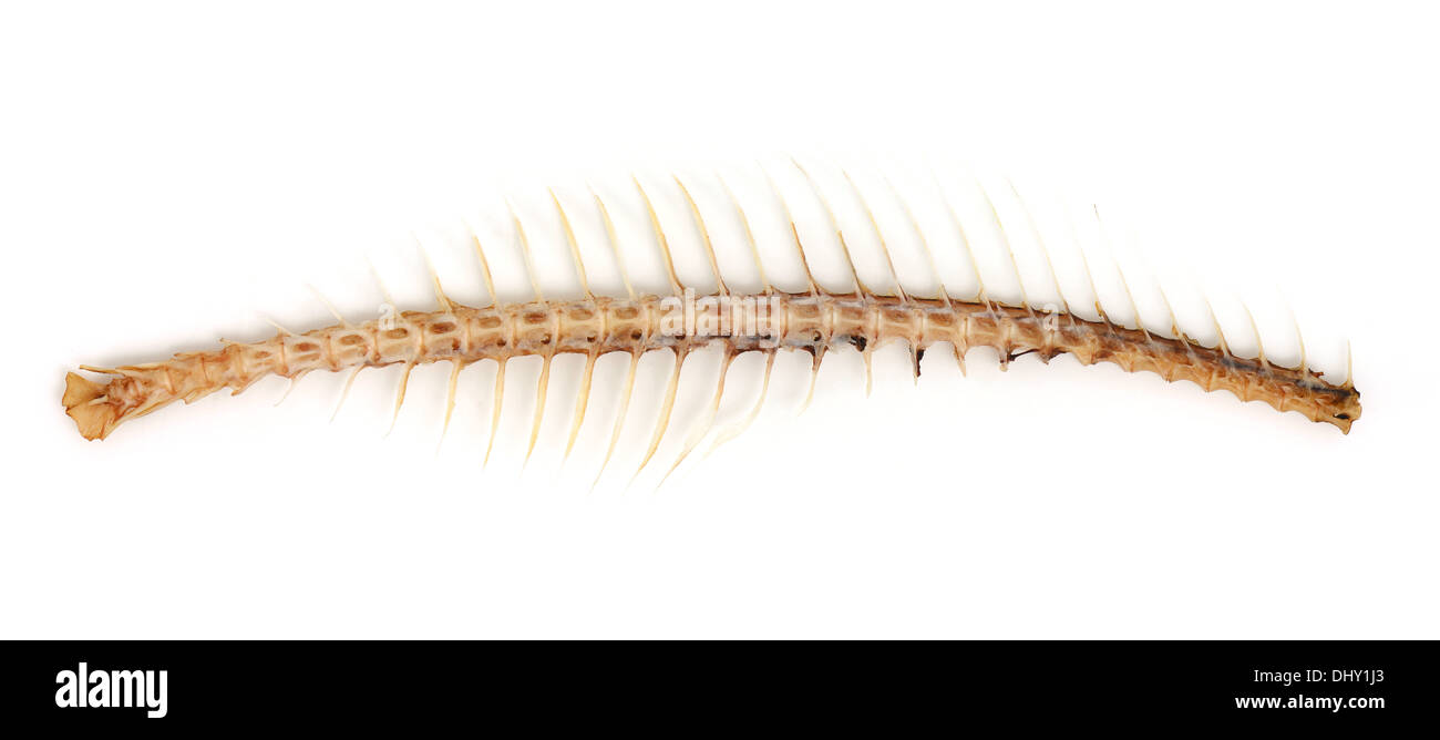 The fishbone -Fotos und -Bildmaterial in hoher Auflösung – Alamy