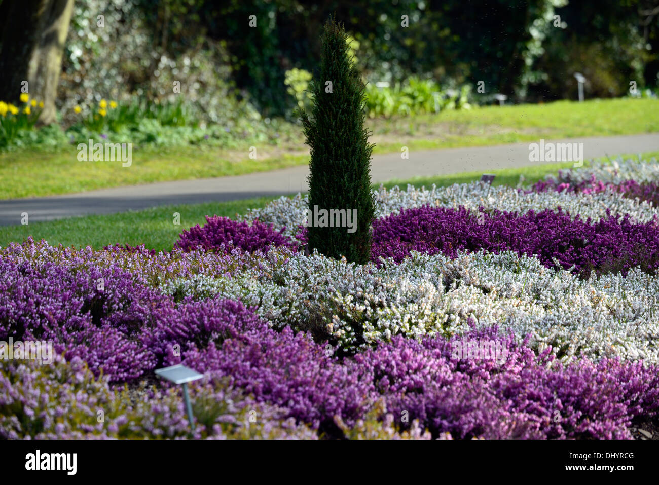 Erica Carnea Heidekraut weiße Blume Garten Pflanze Winter Frühling ... Erica Carnea Heidekraut weiße Blume Garten Pflanze Winter Frühling ...