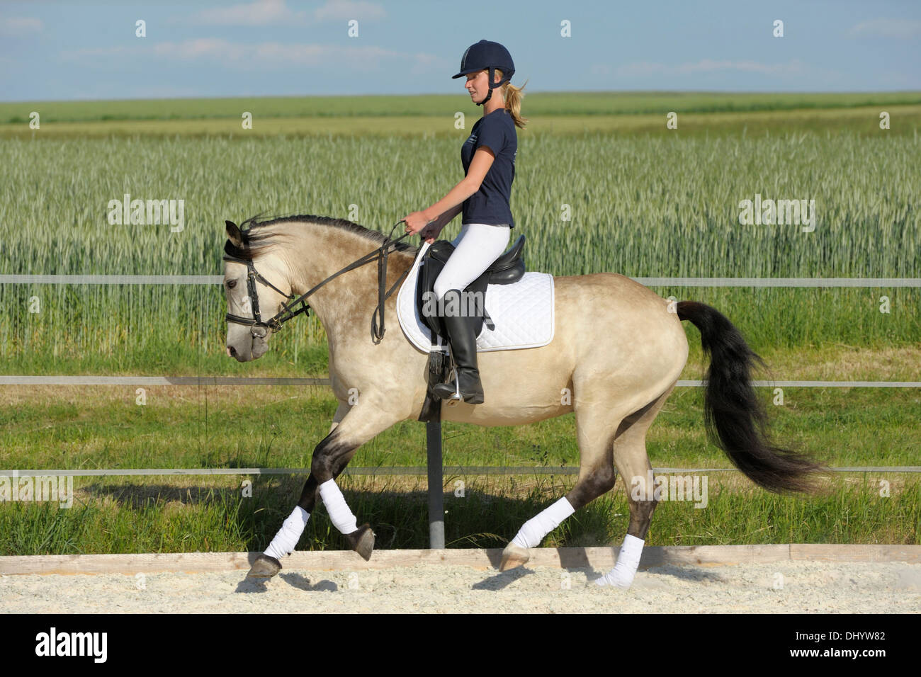 Dressur pferde -Fotos und -Bildmaterial in hoher Auflösung – Alamy