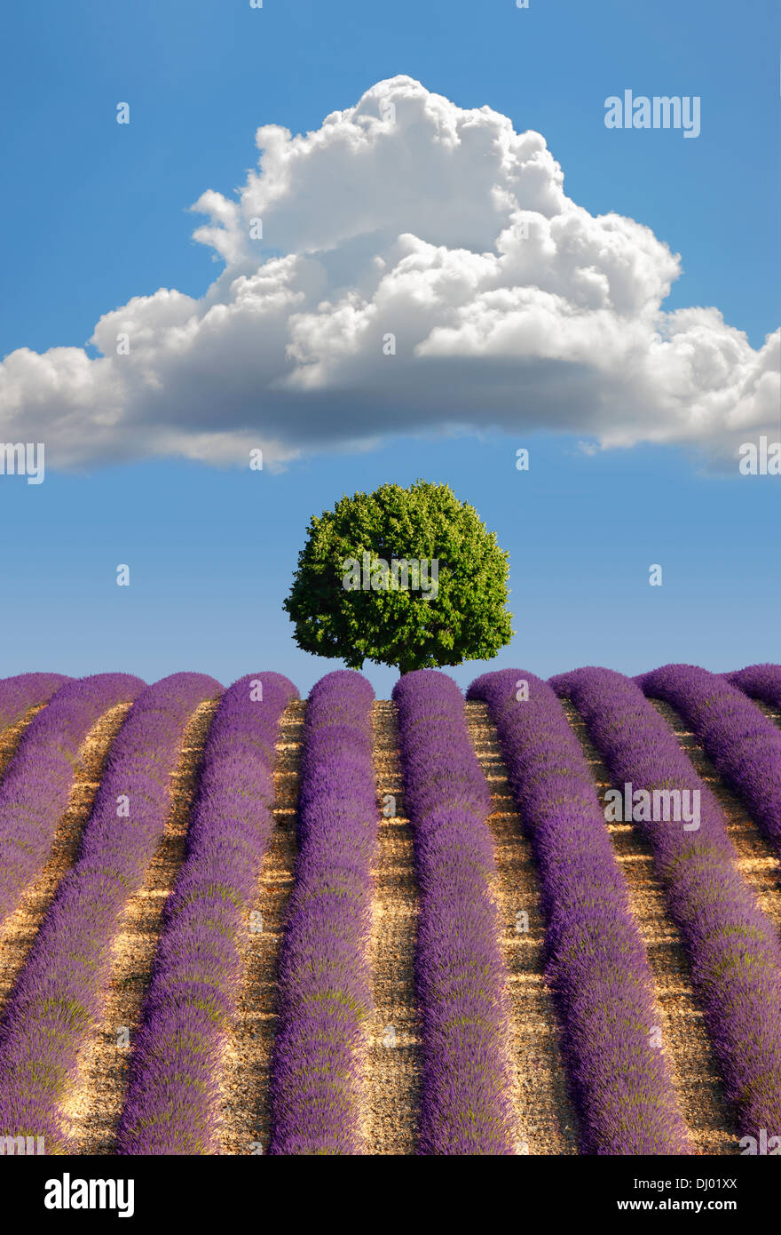 Blooming lavender field provence -Fotos und -Bildmaterial in hoher ...