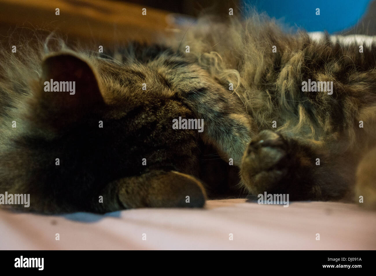 Lange haare der katze -Fotos und -Bildmaterial in hoher Auflösung – Alamy