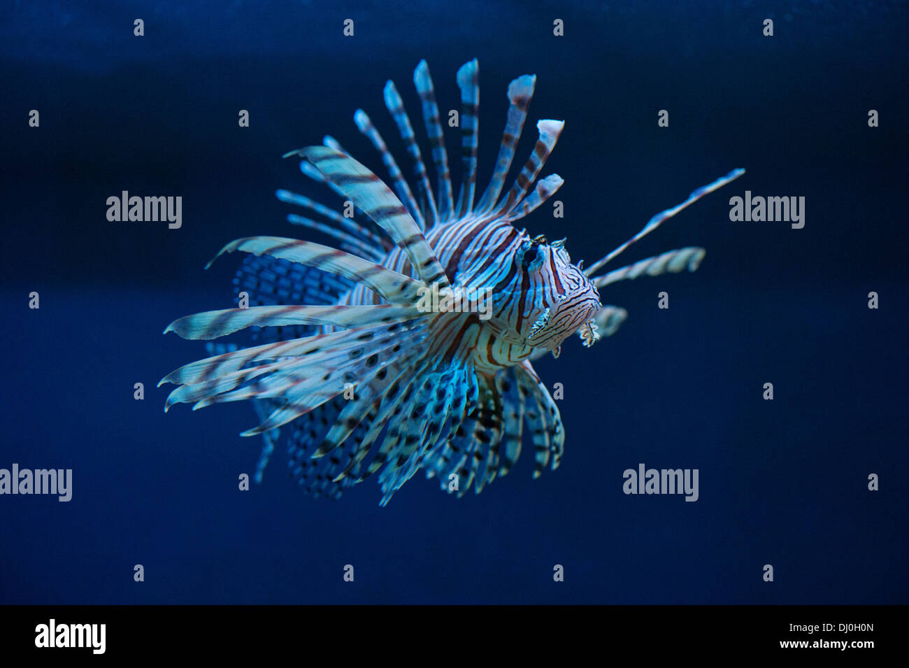 Die blauen Feuerfische in das Meeresaquarium Stockfotografie - Alamy
