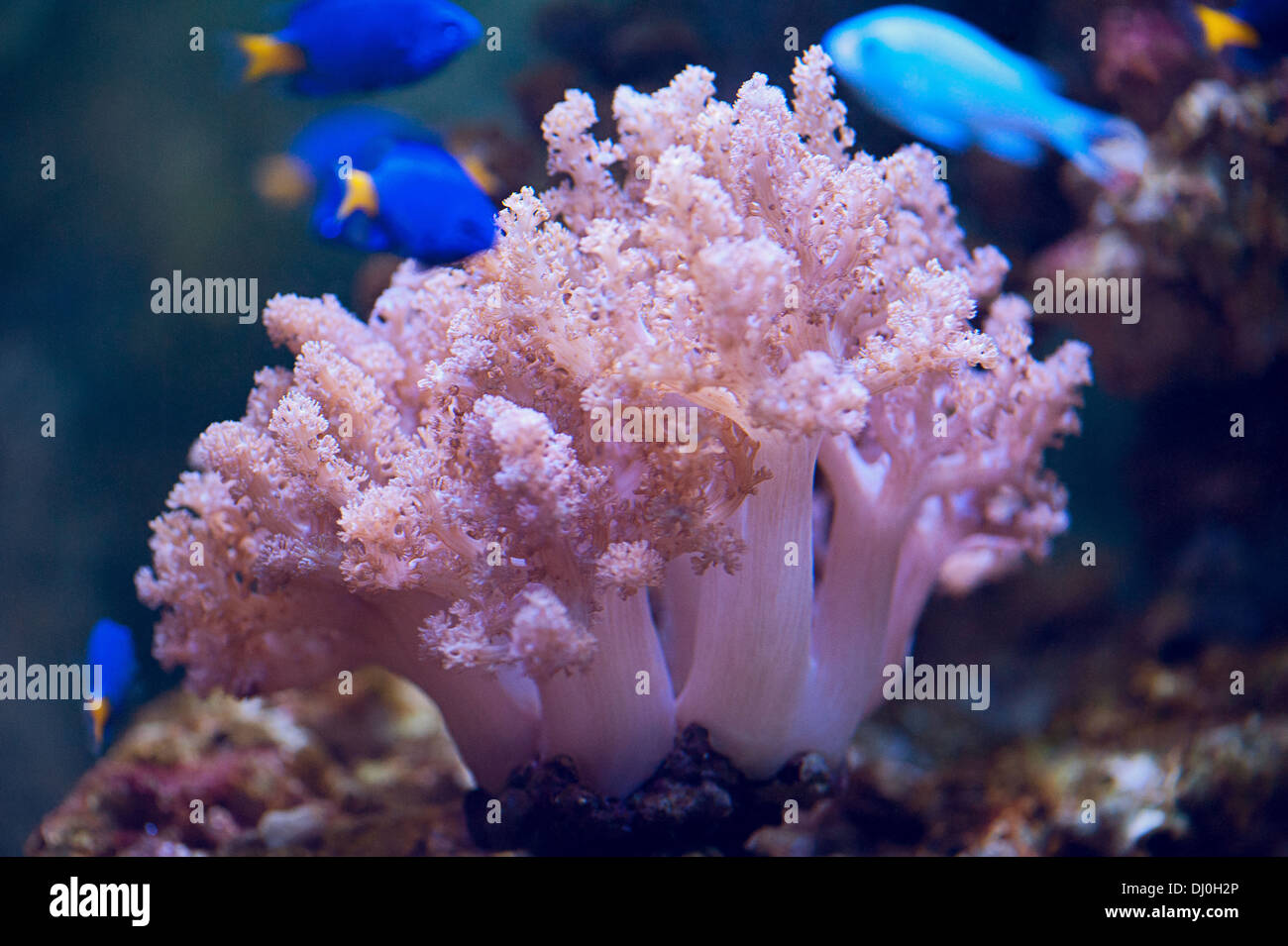 Bunte Korallen leben im Meer Stockfotografie - Alamy