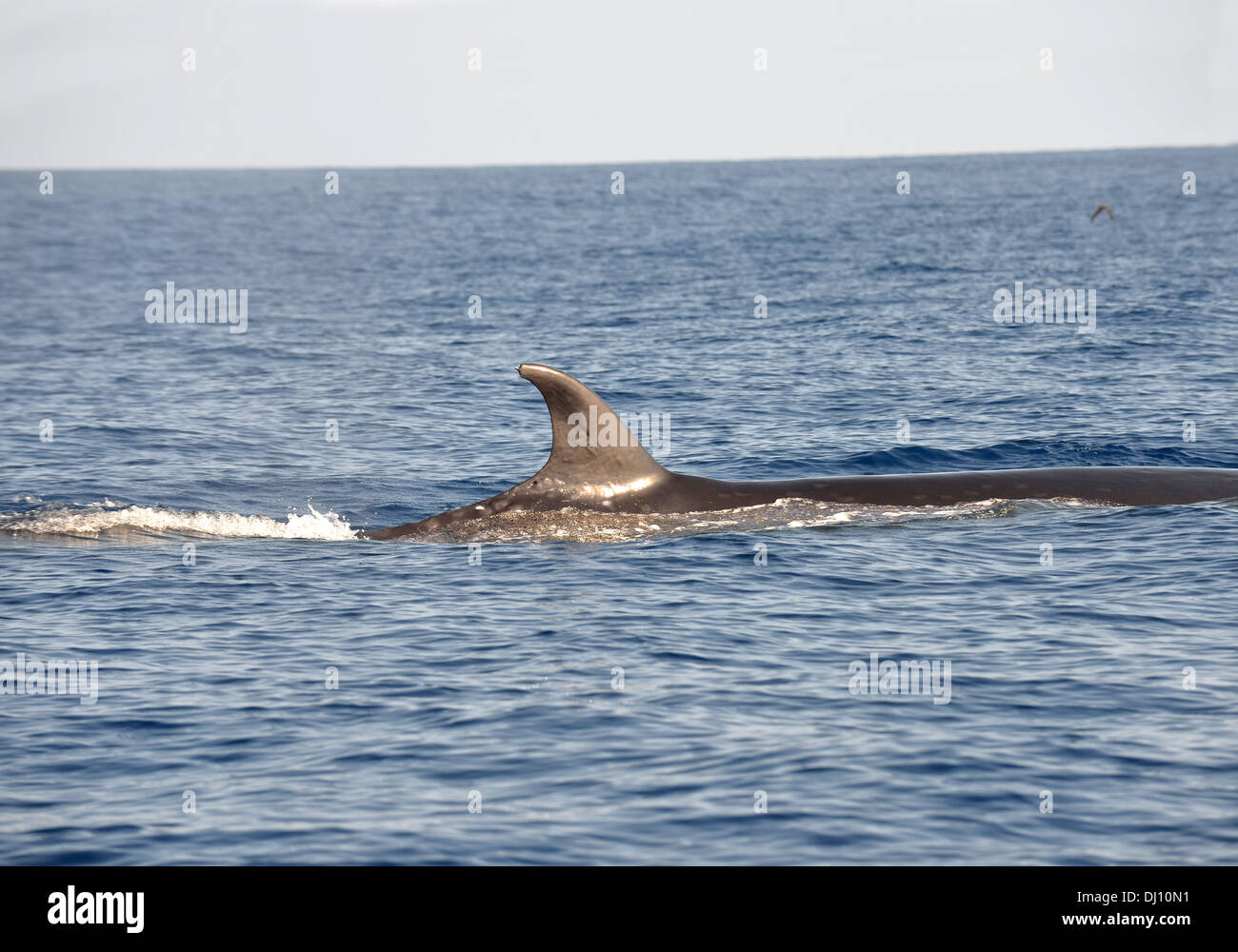 Sei Wal (Balaenoptera Borealis) an der Oberfläche zeigt Rückenflosse ...