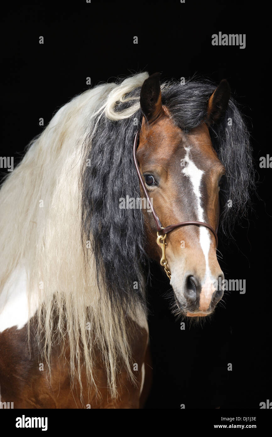 Baroque portrait -Fotos und -Bildmaterial in hoher Auflösung – Alamy