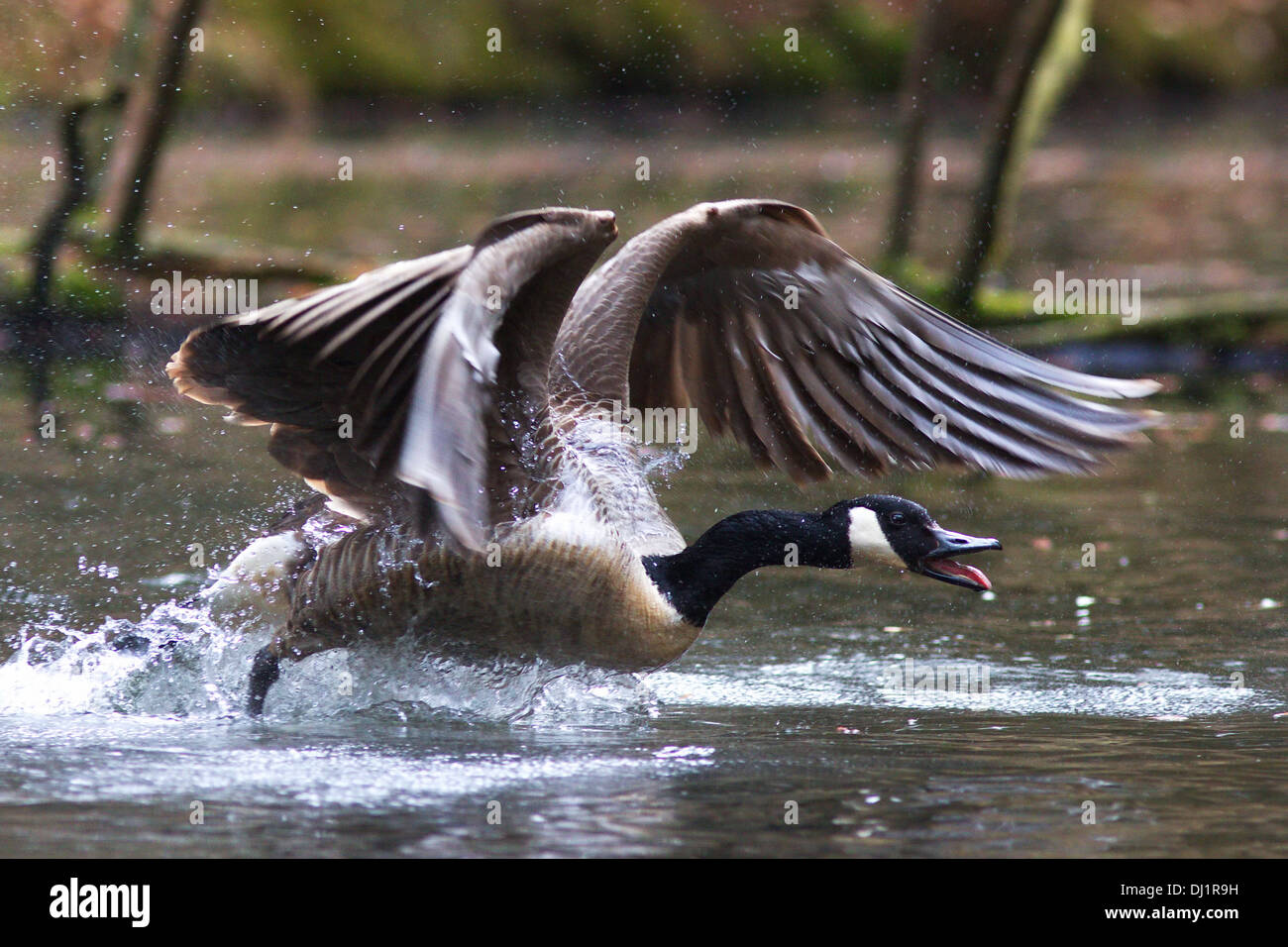 Gans angreifen -Fotos und -Bildmaterial in hoher Auflösung – Alamy