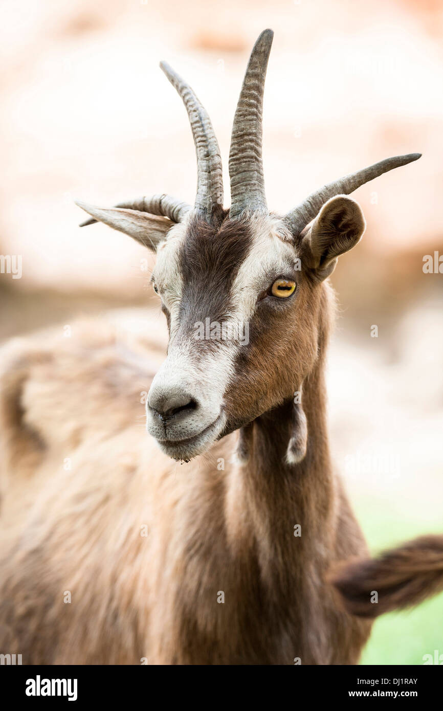 Vier-gehörnte Ziege Portrait Erwachsene Stockfotografie - Alamy