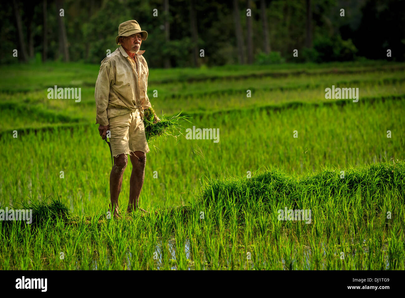 Balinesischer reisbauer -Fotos und -Bildmaterial in hoher Auflösung – Alamy