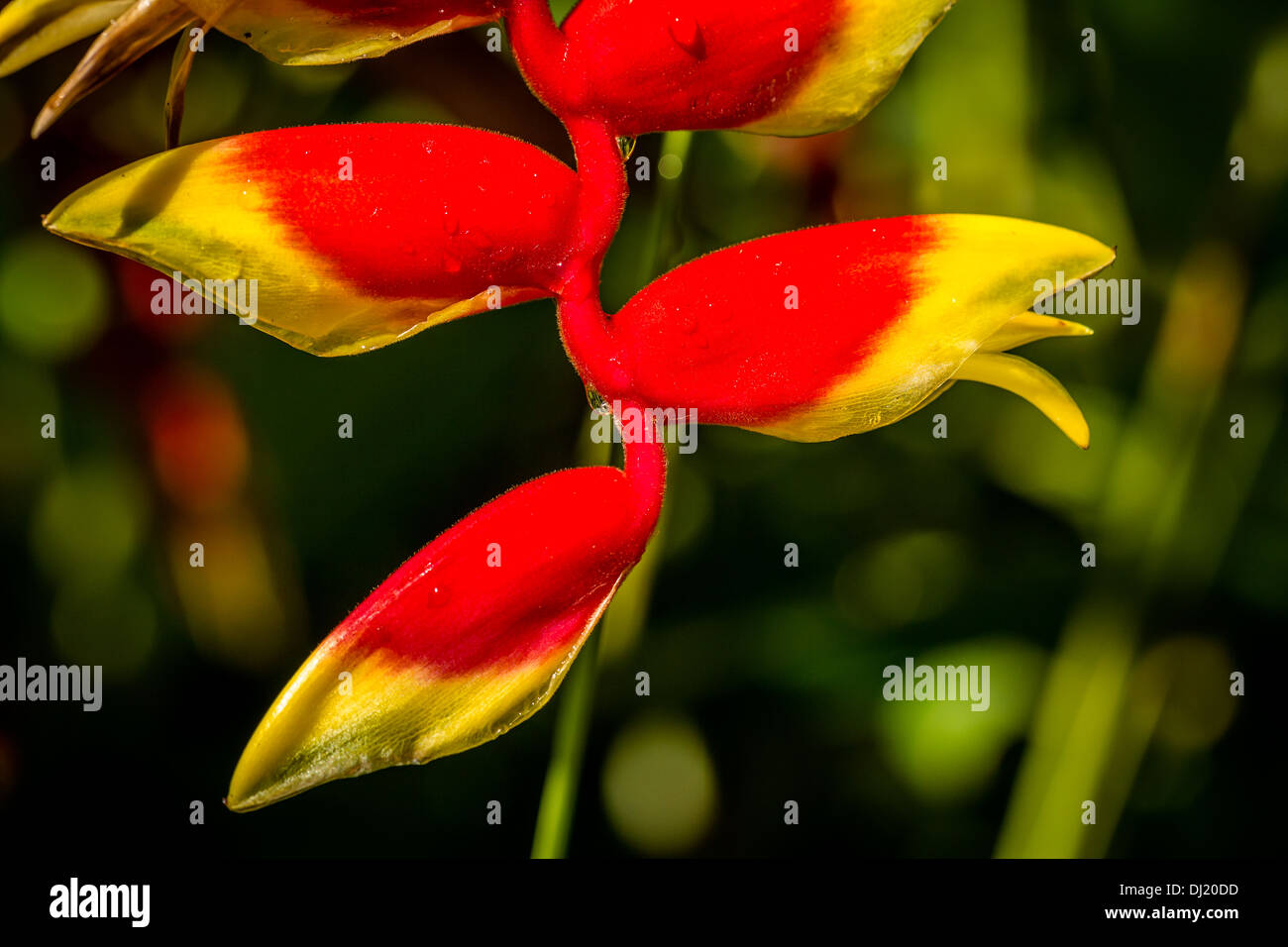 Heliconias blume -Fotos und -Bildmaterial in hoher Auflösung – Alamy