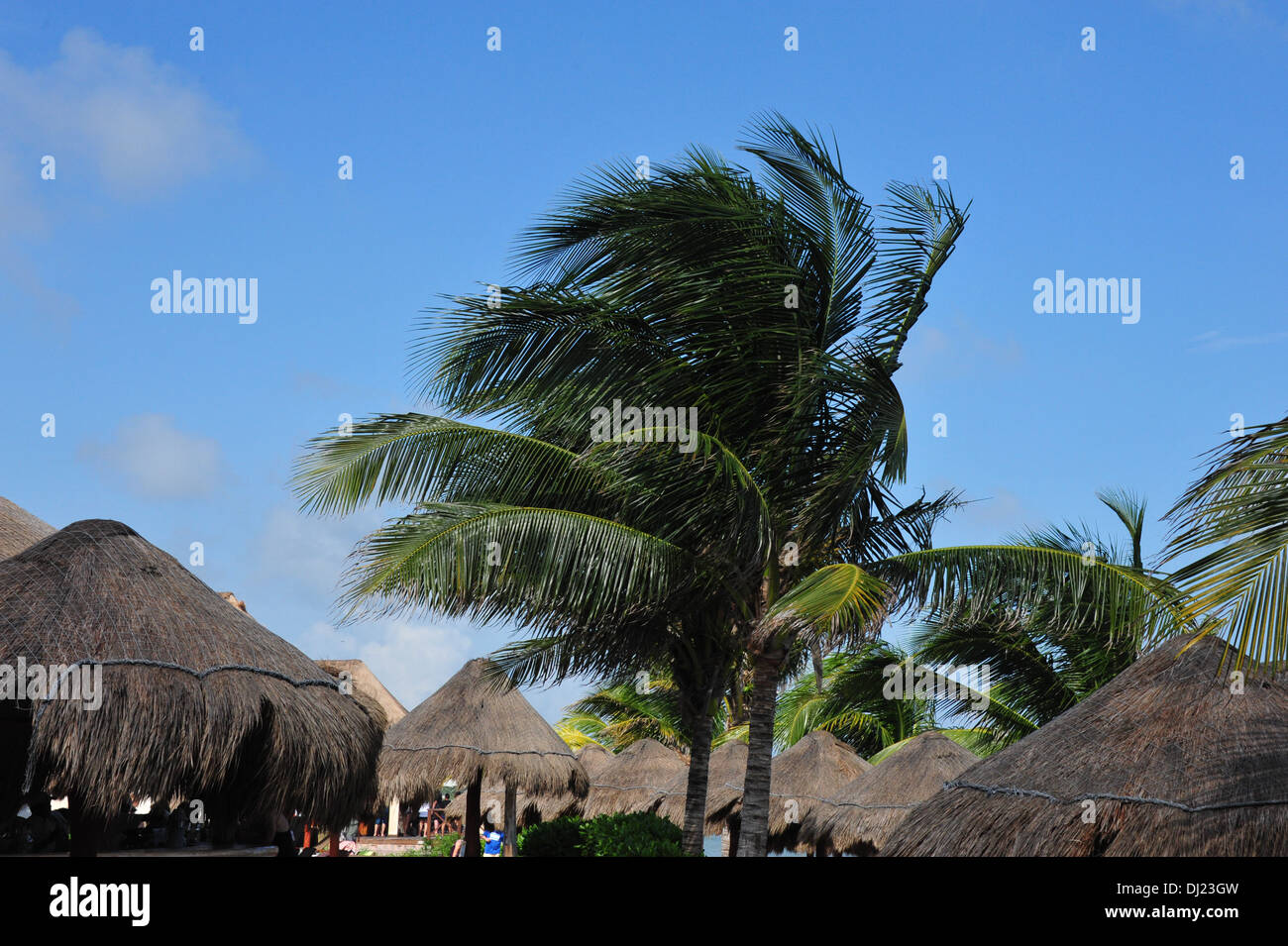 Starker wind weht palmen -Fotos und -Bildmaterial in hoher Auflösung – Alamy