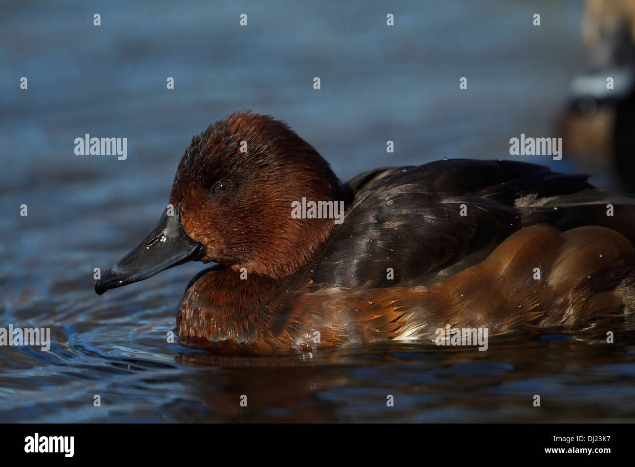 Weibliche entenschwimmen -Fotos und -Bildmaterial in hoher Auflösung ...