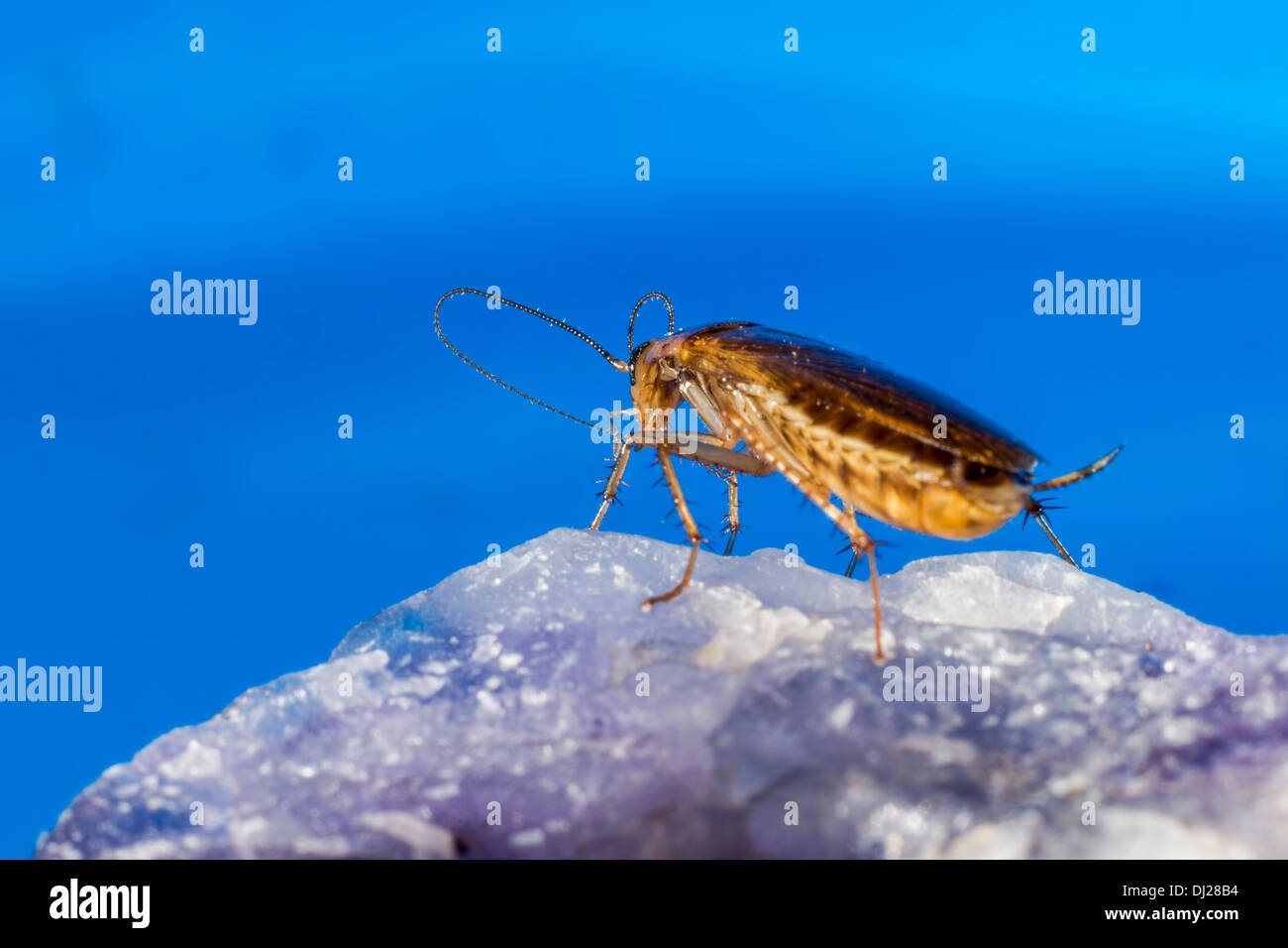 Deutsche schabe blattella germanica -Fotos und -Bildmaterial in hoher ...