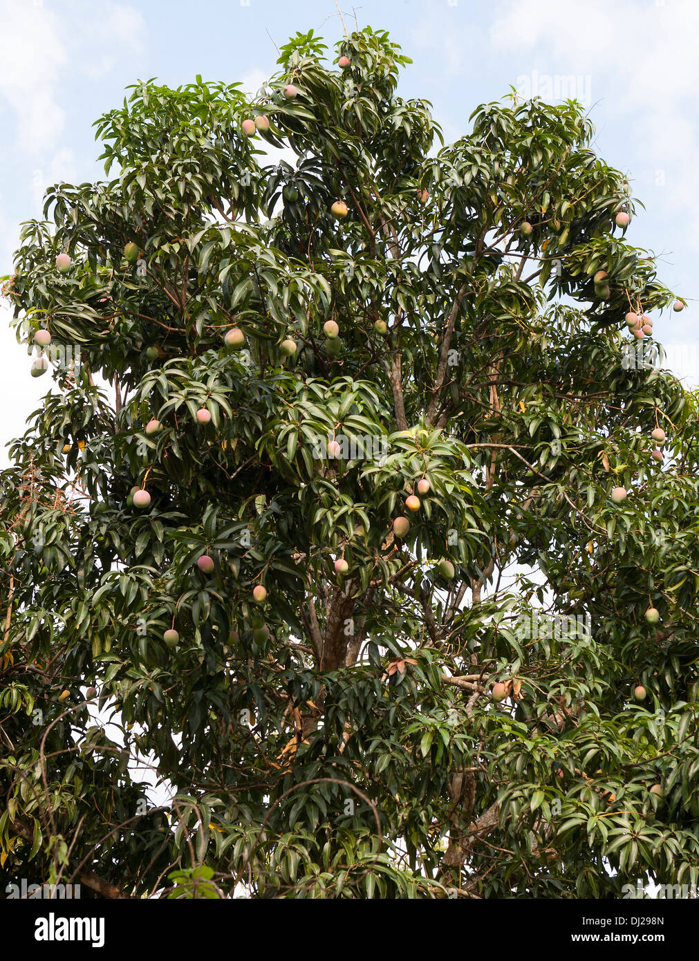 Fruchttragender mangobaum -Fotos und -Bildmaterial in hoher Auflösung ...