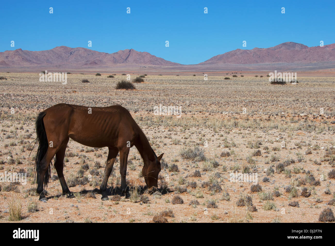 Wild horses of garub -Fotos und -Bildmaterial in hoher Auflösung – Alamy