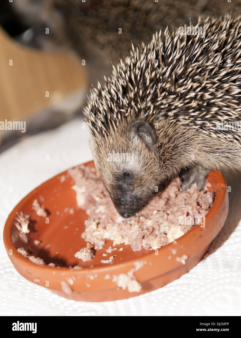 Erin jung -Fotos und -Bildmaterial in hoher Auflösung – Alamy