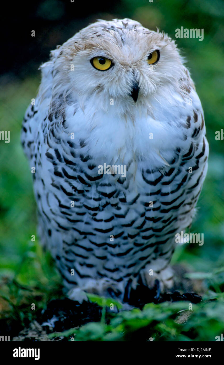 Die schnee eule -Fotos und -Bildmaterial in hoher Auflösung – Alamy