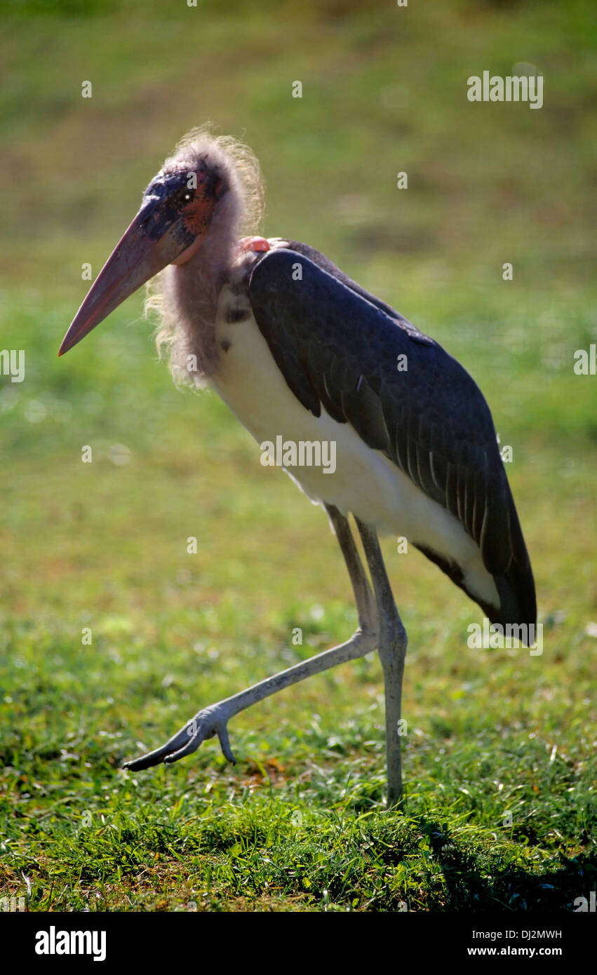 Marabu Stork Stockfotos & Marabu Stork Bilder - Alamy