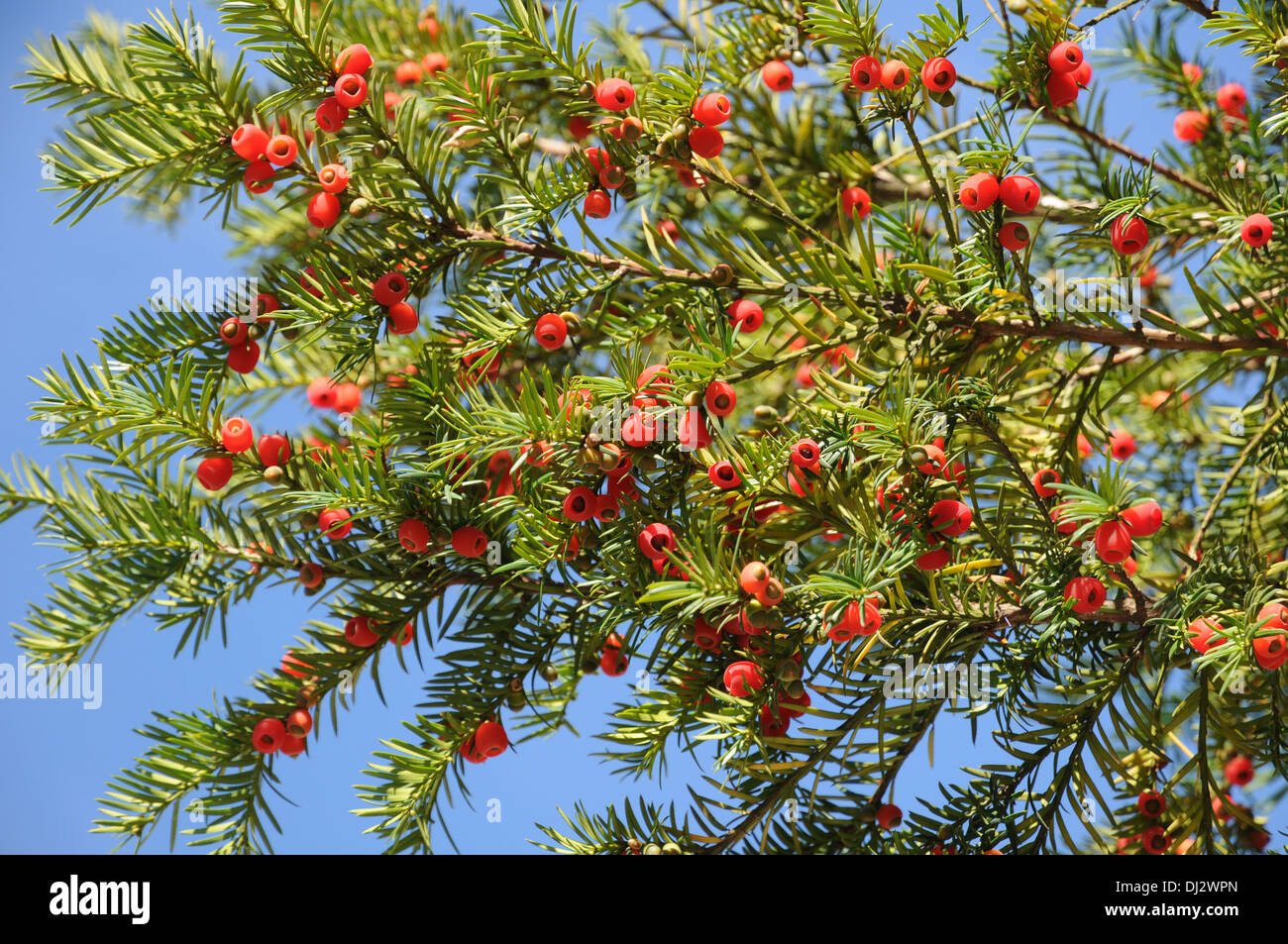 Eiben Früchte Stockfotos und -bilder Kaufen - Alamy