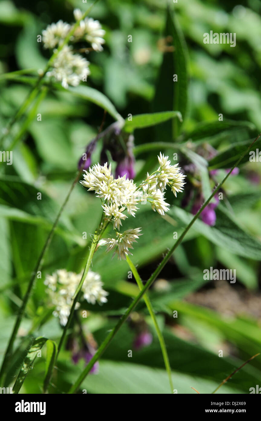 Snowy wood rush -Fotos und -Bildmaterial in hoher Auflösung – Alamy