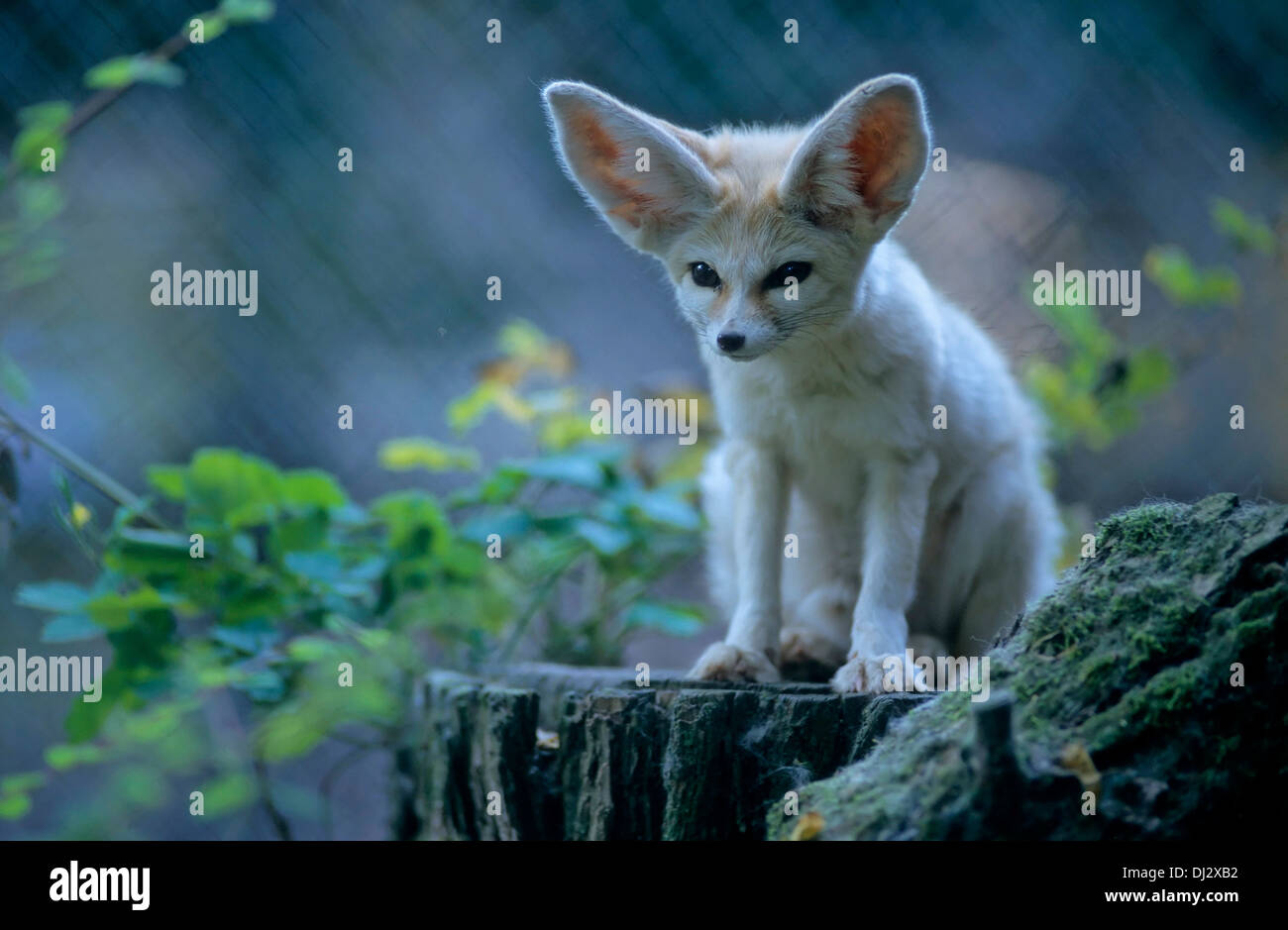 Fennec desert -Fotos und -Bildmaterial in hoher Auflösung – Alamy